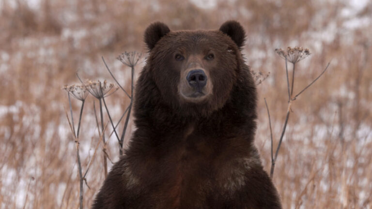 Alaska's Grizzly Gauntlet - Ping Pong Productions